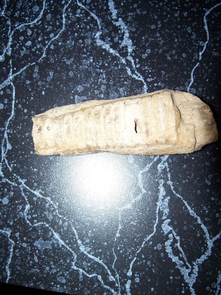 OLD fossil..never seen one like it..help me identify!! please..:) | TreasureNet.com