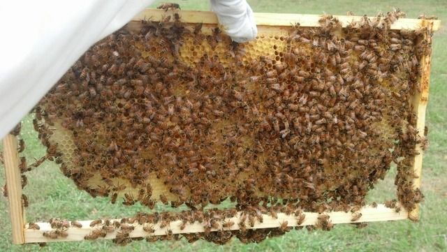 Foundationless mess, how do I fix? | Beesource Beekeeping Forums