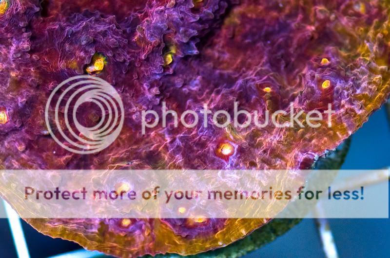 Chalice Show-Off Thread!!! | Page 74 | Reef2Reef