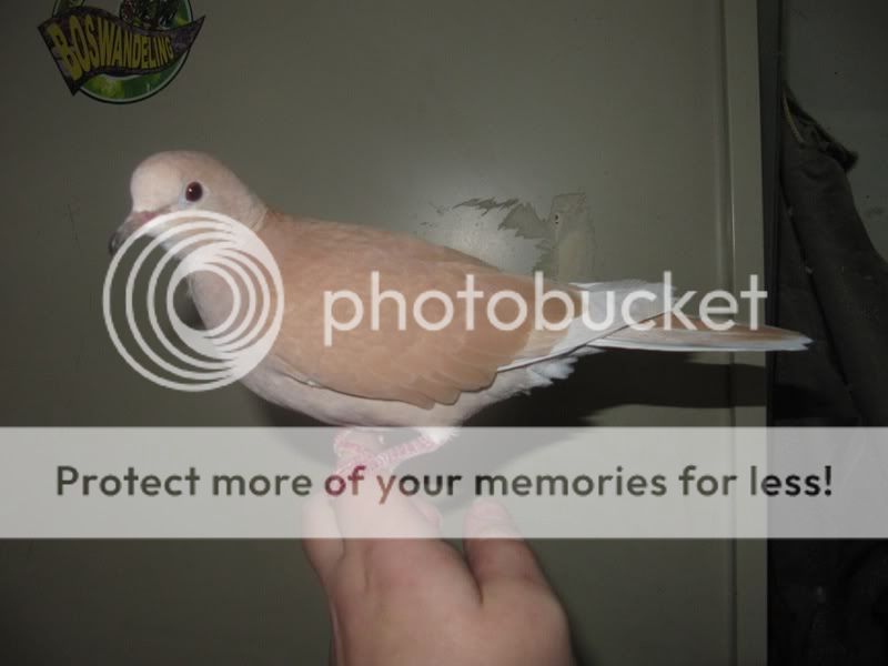 Lachduiven en hun kleurslagen - VogelCafé Forum