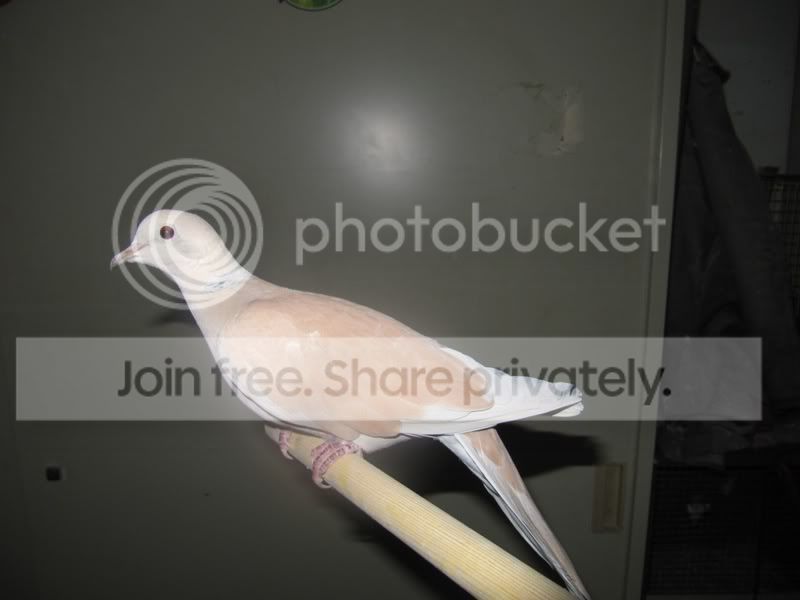 Lachduiven en hun kleurslagen - VogelCafé Forum