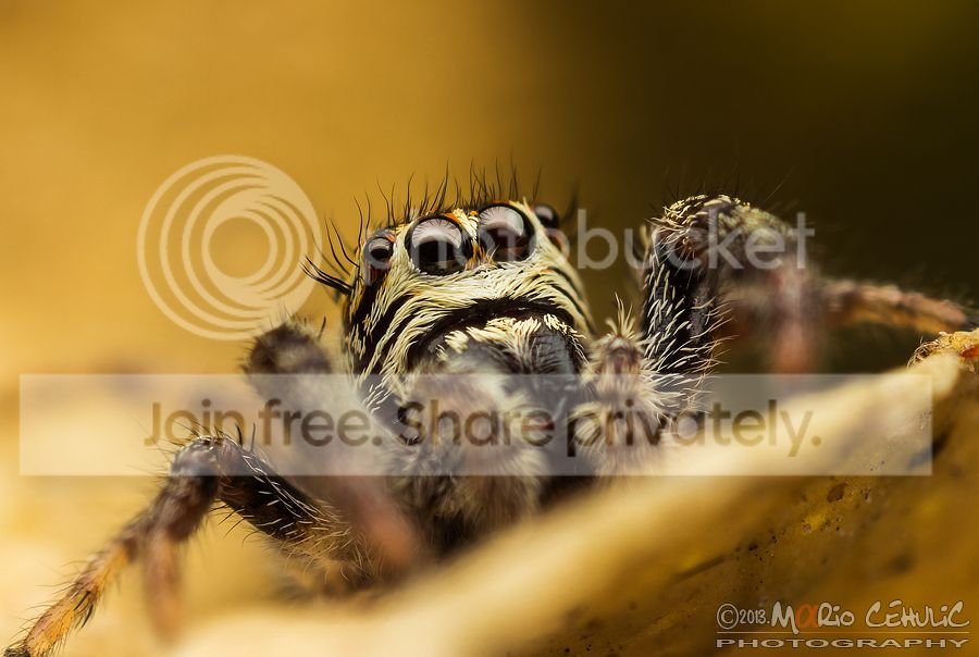 Some of my latest jumping spider photos - Dyxum - Page 1