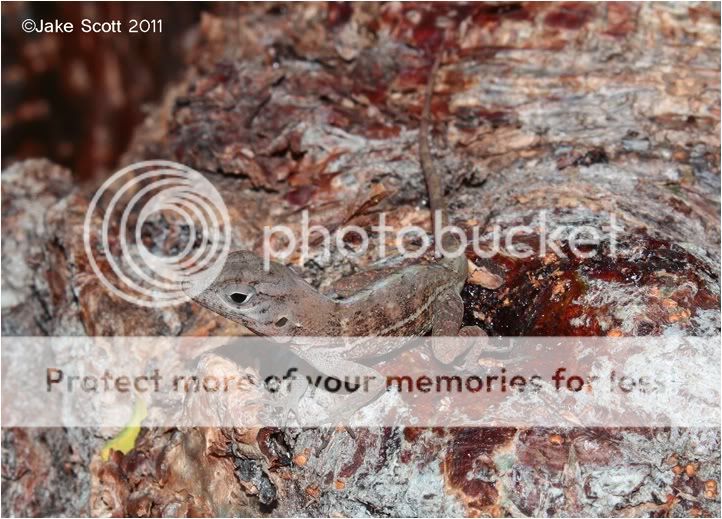 Reptiles of the Caribbean...no pirates seen. - Field Herp Forum