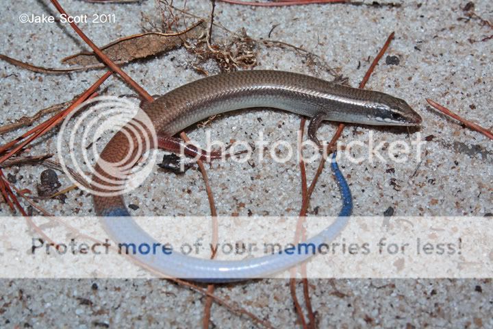 Popular Herp Questions - Field Herp Forum