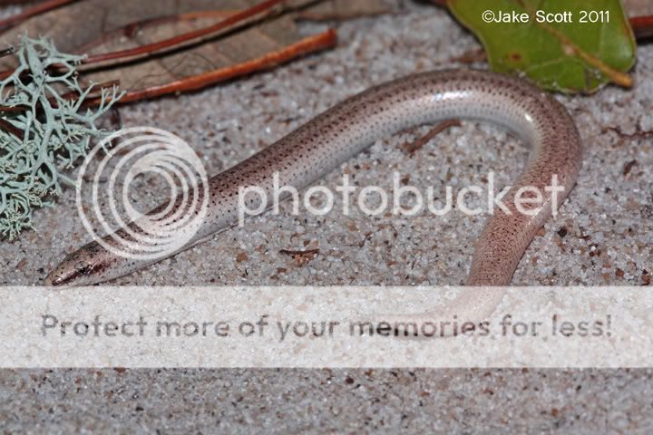 Popular Herp Questions - Field Herp Forum