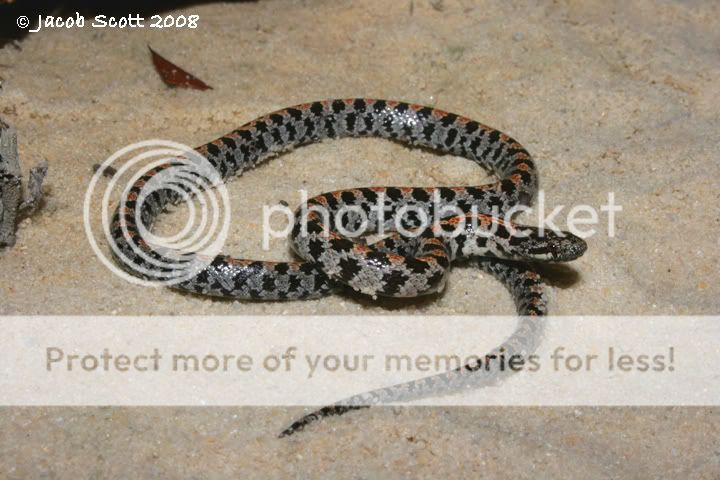 Popular Herp Questions - Field Herp Forum