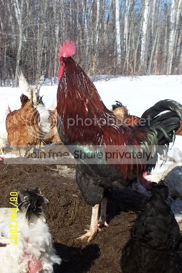 Colorful Crowers | BackYard Chickens - Learn How to Raise Chickens
