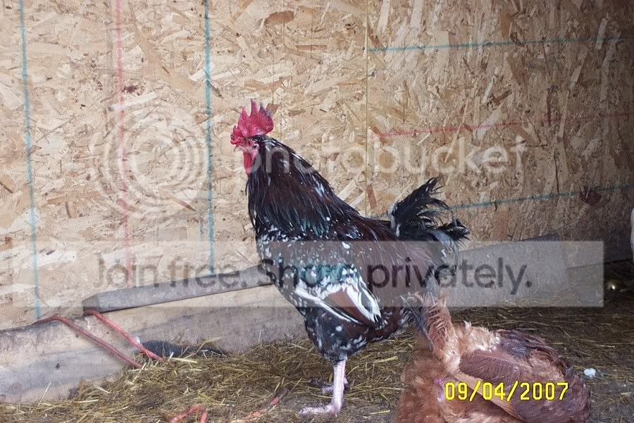 Colorful Crowers | BackYard Chickens - Learn How to Raise Chickens