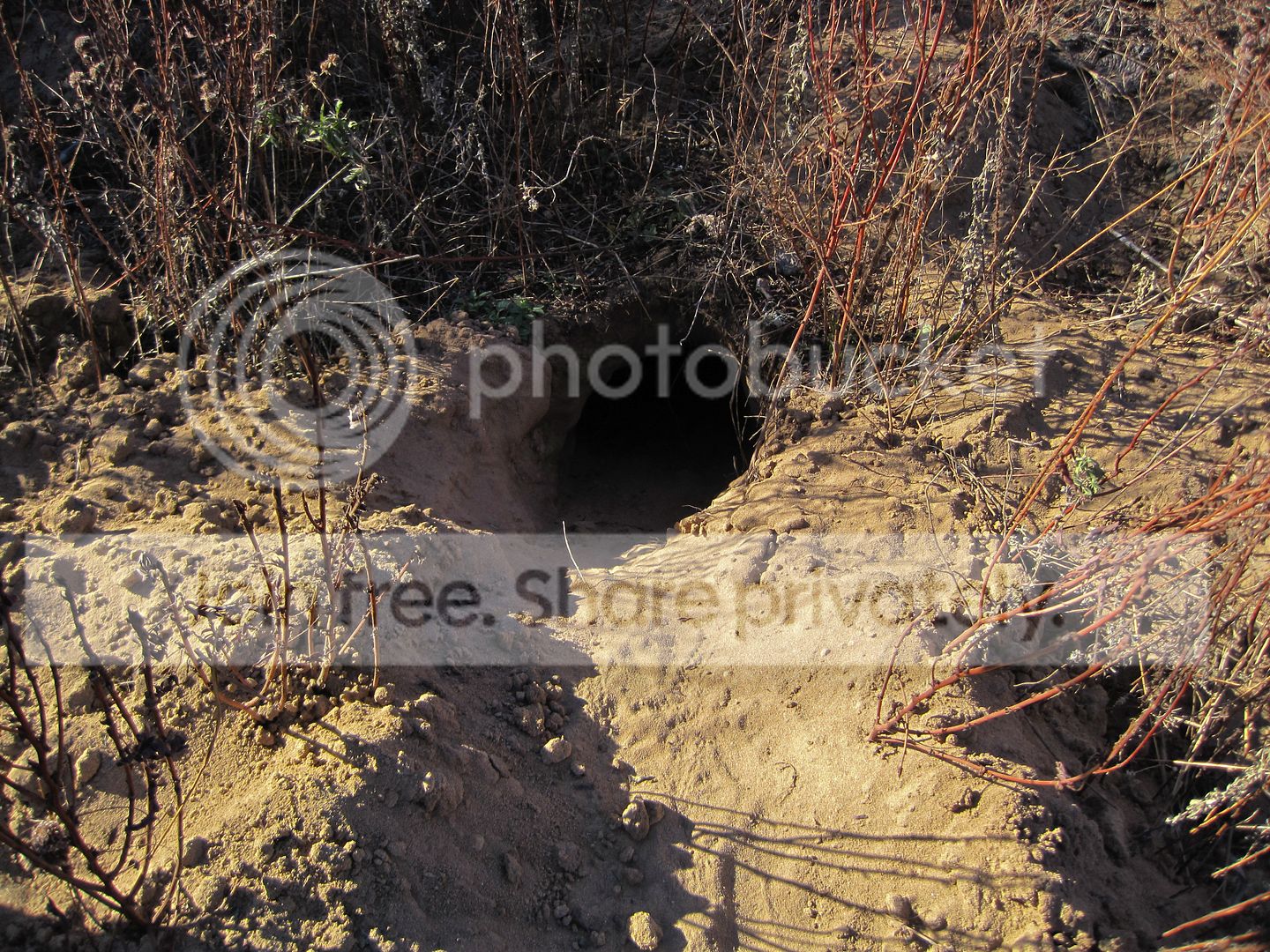 What's in a burrow? - Field Herp Forum