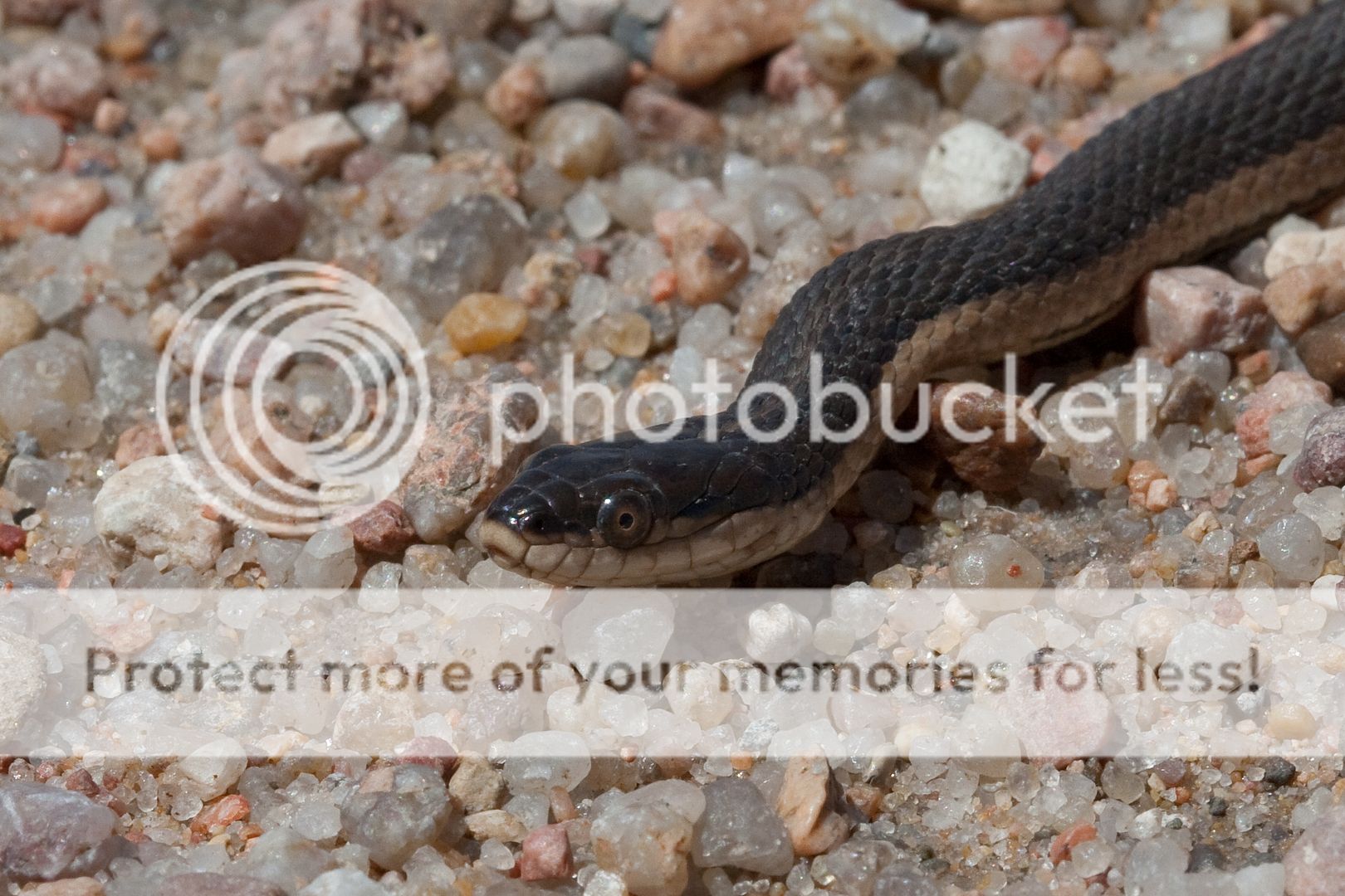 Crayfish snakes - Field Herp Forum