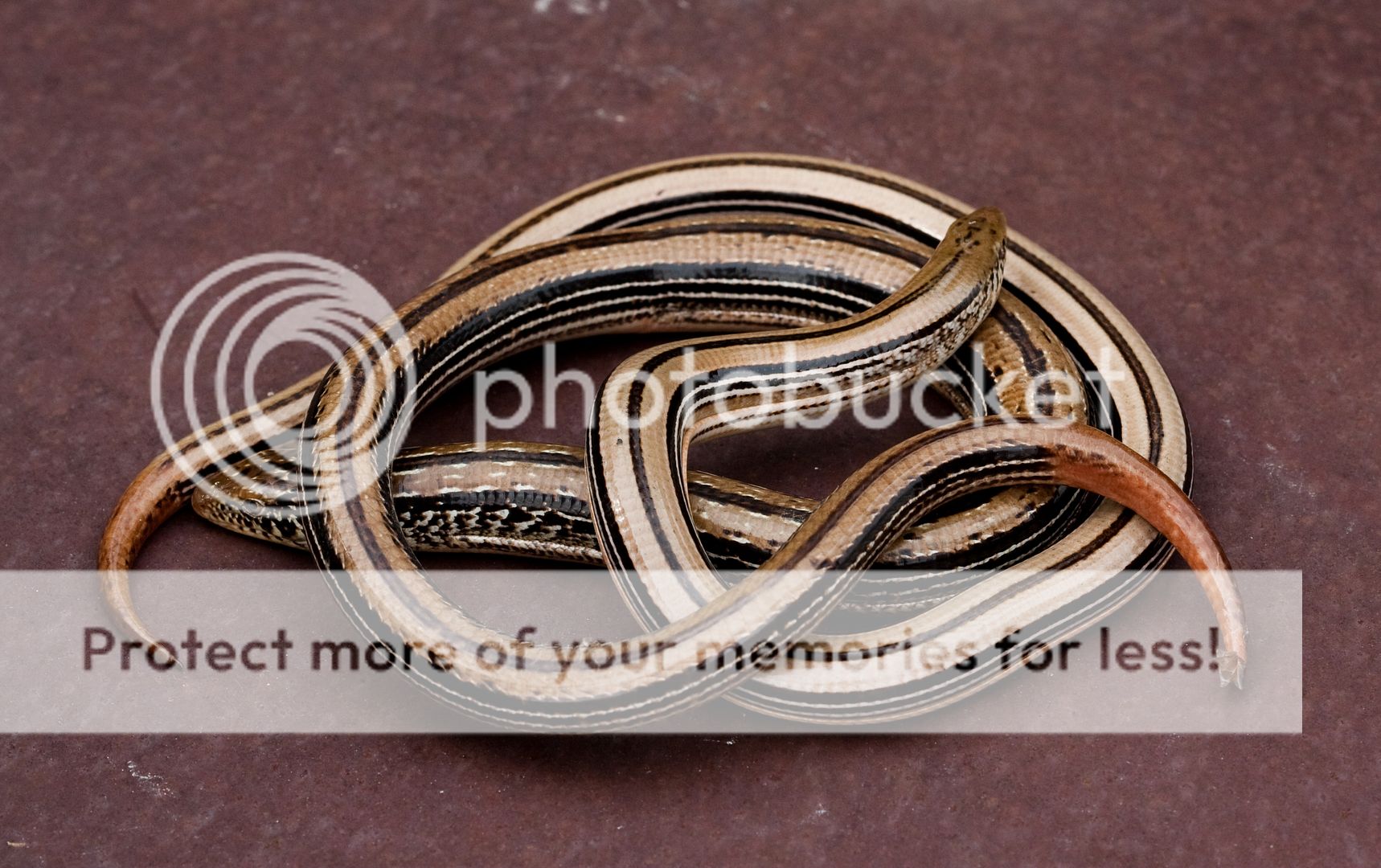 Anguidae request - Field Herp Forum