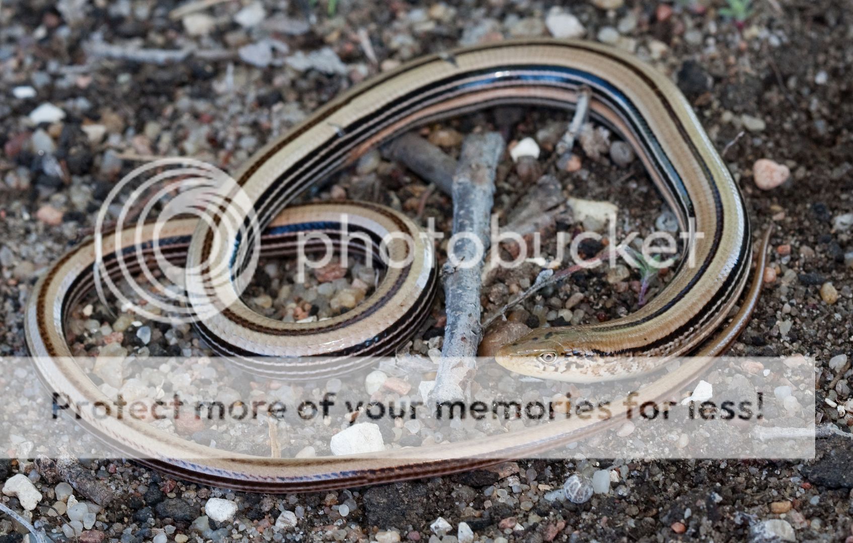 Anguidae request - Field Herp Forum