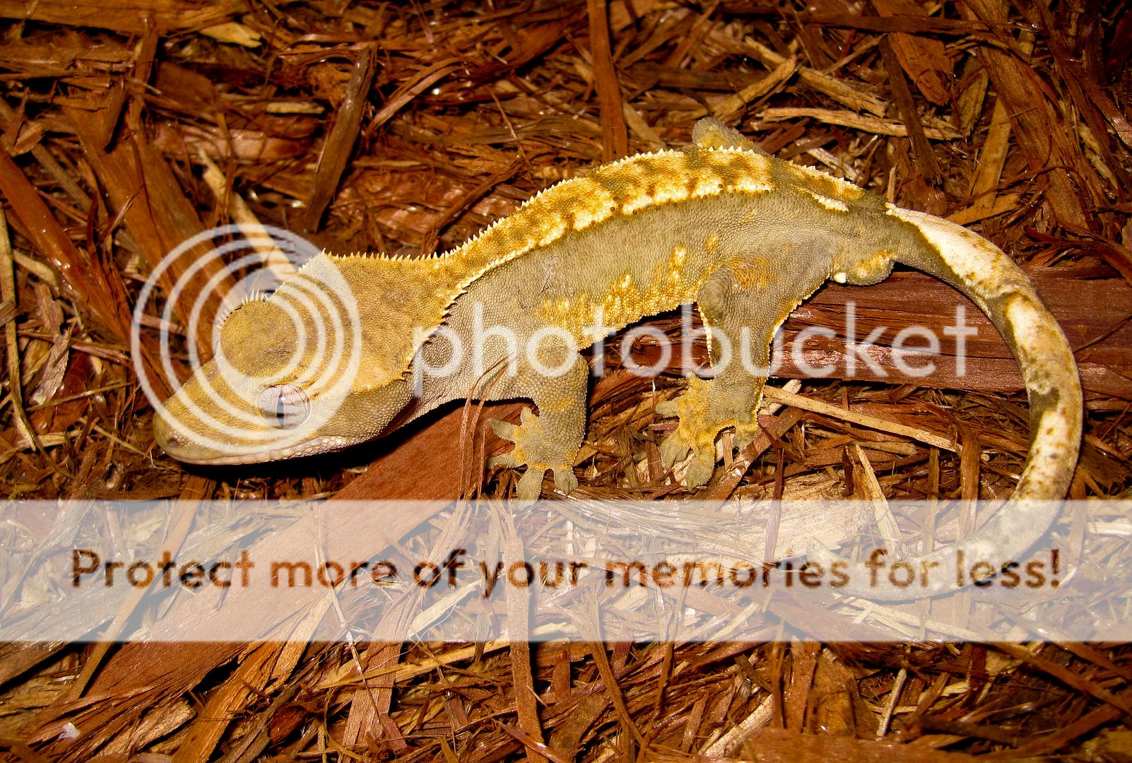 It's not the camera..... - Field Herp Forum