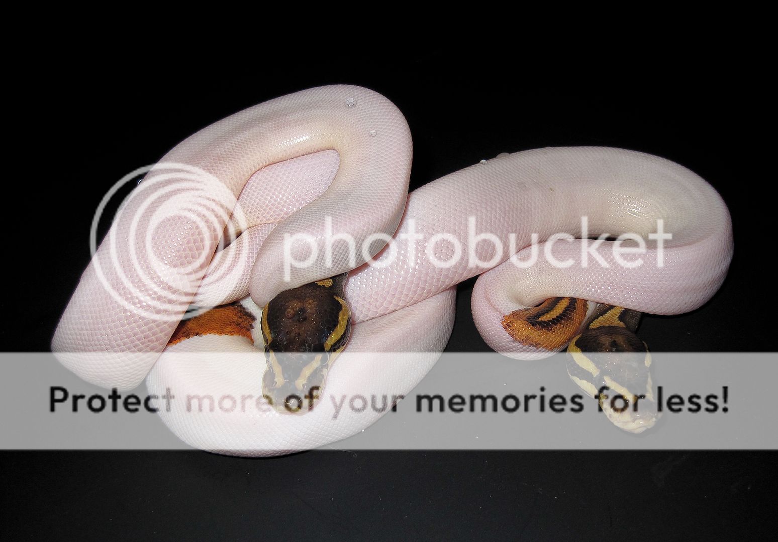 It's not the camera..... - Field Herp Forum