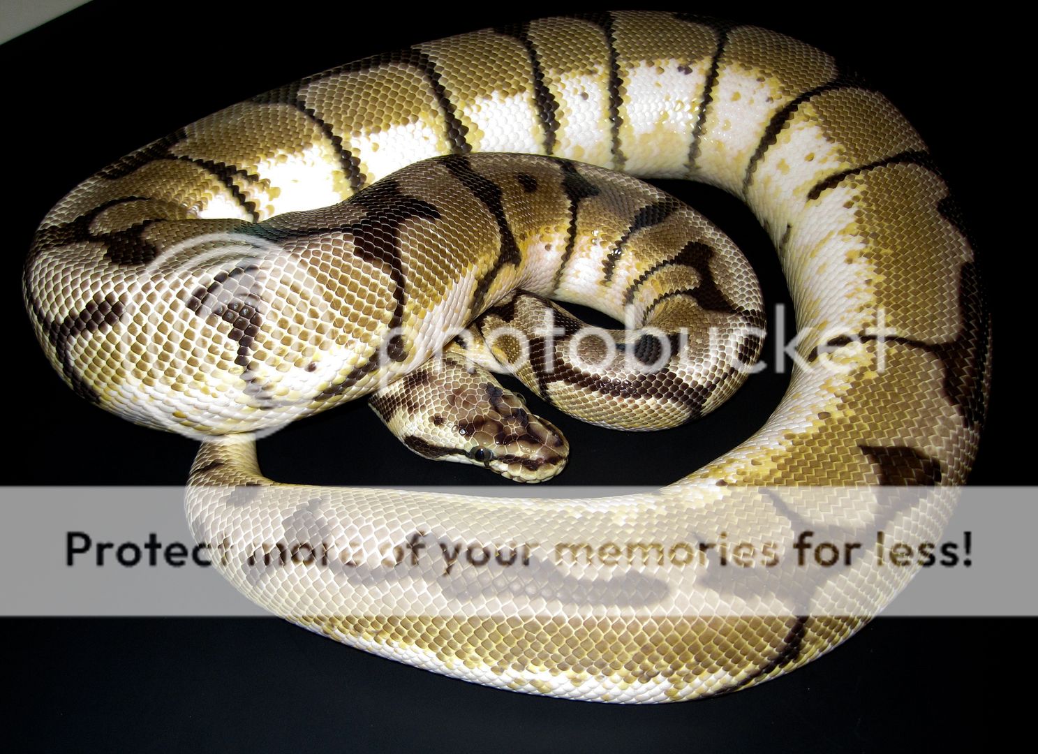 It's not the camera..... - Field Herp Forum