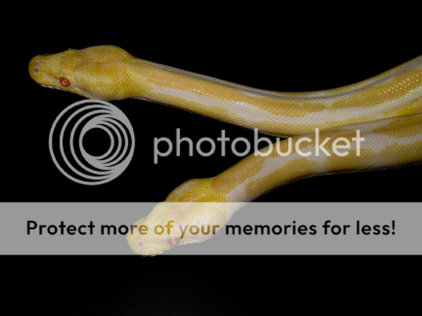 It's not the camera..... - Field Herp Forum