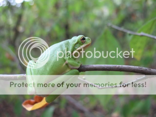 It's not the camera..... - Field Herp Forum