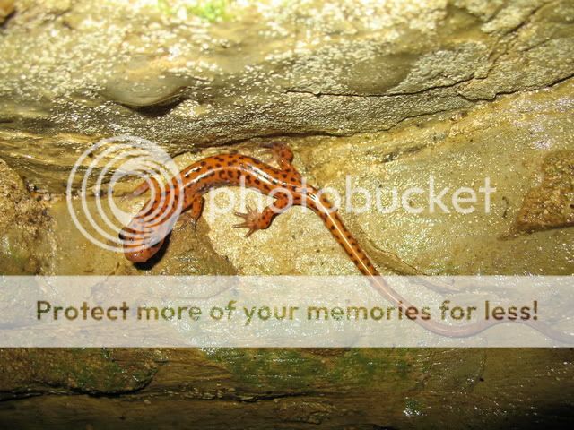 It's not the camera..... - Field Herp Forum