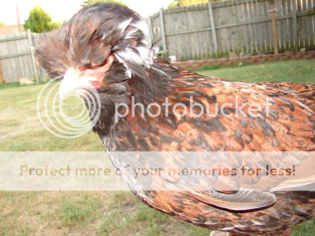 Update post #9 droopy wing, weird poop, not active,.... | BackYard ...