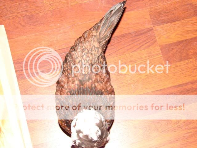 Update post #9 droopy wing, weird poop, not active,.... | BackYard ...