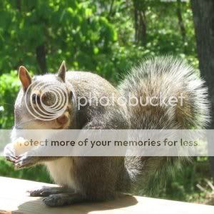 FARK.com: (4960743) Today is National Squirrel Appreciation Day ...