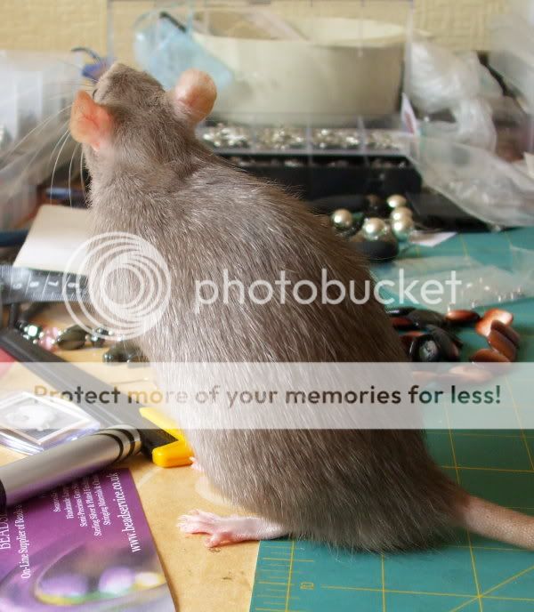 ugliest rat ever? lol | Page 2 | Reptile Forums