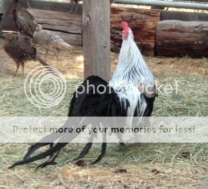 Phoenix chicken | BackYard Chickens - Learn How to Raise Chickens