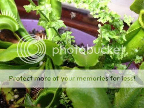 My setup! Noob here! - FlyTrapCare Forums