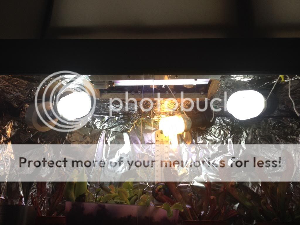 My setup! Noob here! - FlyTrapCare Forums