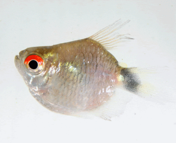 FishProfiles.com - Balloon Red Eye Tetra