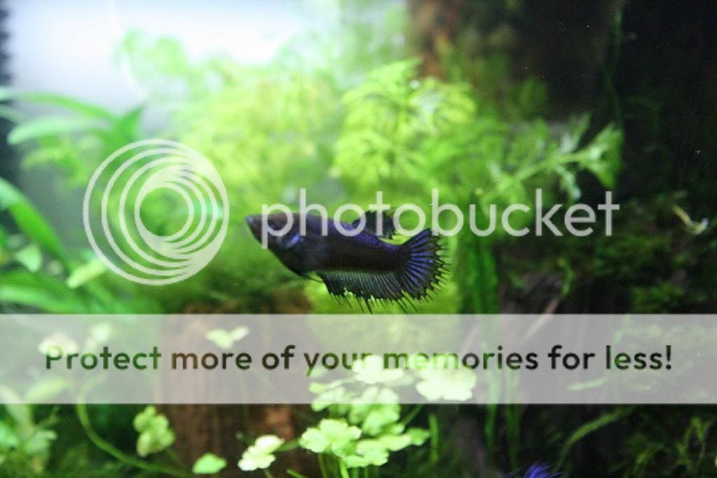 Marko's Betta Sorority Riparium -- Updated 8/19/13 | Page 2 | The ...