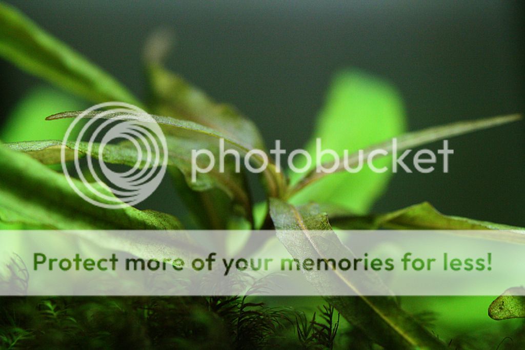 Marko's Betta Sorority Riparium -- Updated 8/19/13 | Page 2 | The ...