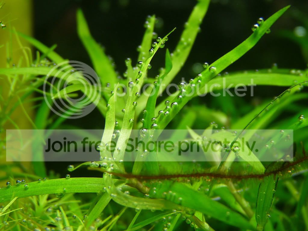 Marko's 20 Gallon Long: The Shrimpery | The Planted Tank Forum