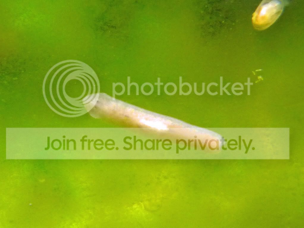 Marko's 20 Gallon Long: The Shrimpery | The Planted Tank Forum