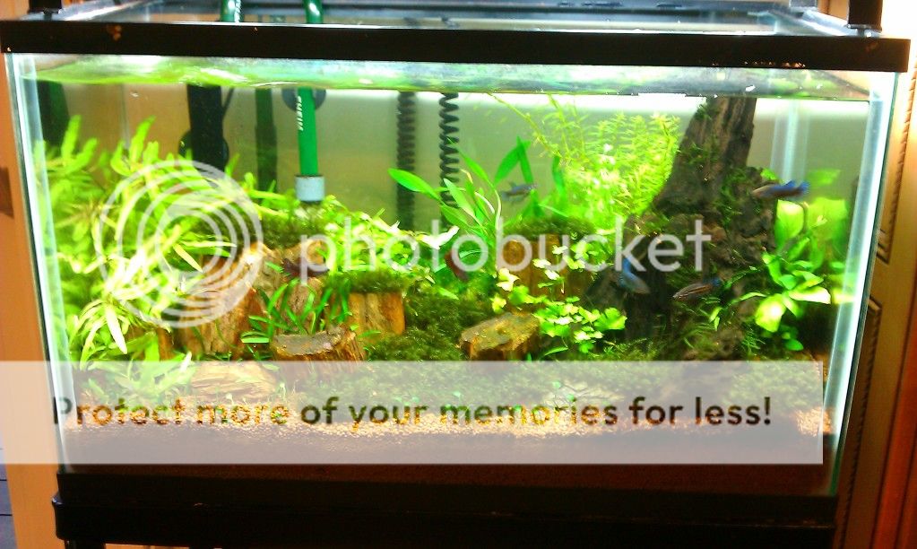 Marko's Betta Sorority Riparium -- Updated 8/19/13 | Page 2 | The ...