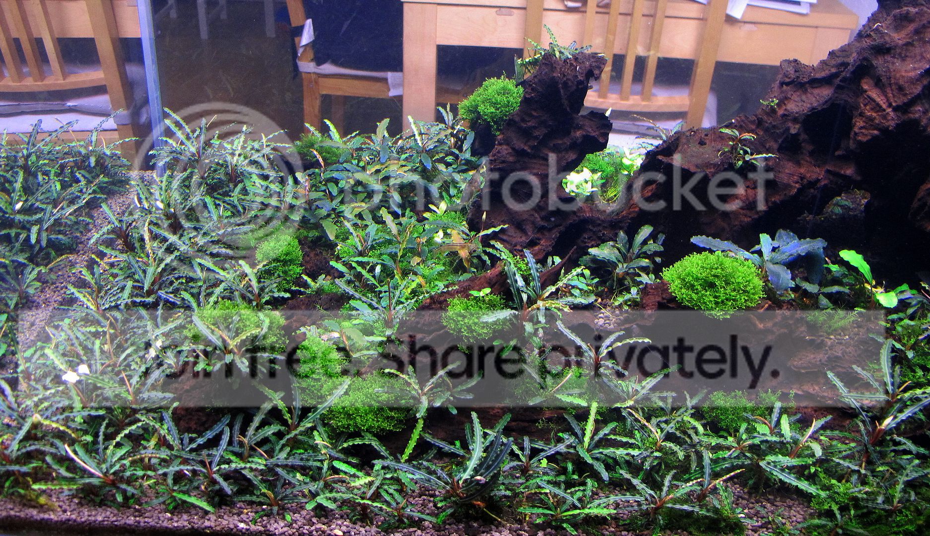70 Gallon Bucephalandra tank | Page 2 | The Planted Tank Forum