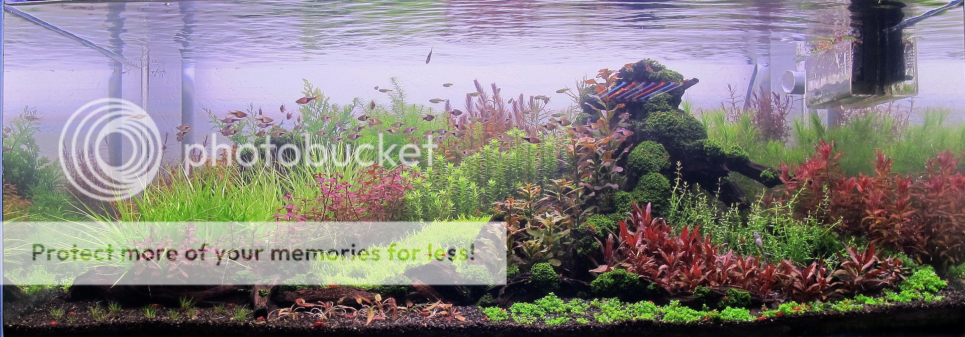 120 Gallon ADA "like", ditched, Dutch style new pics 137 | Page 111 ...