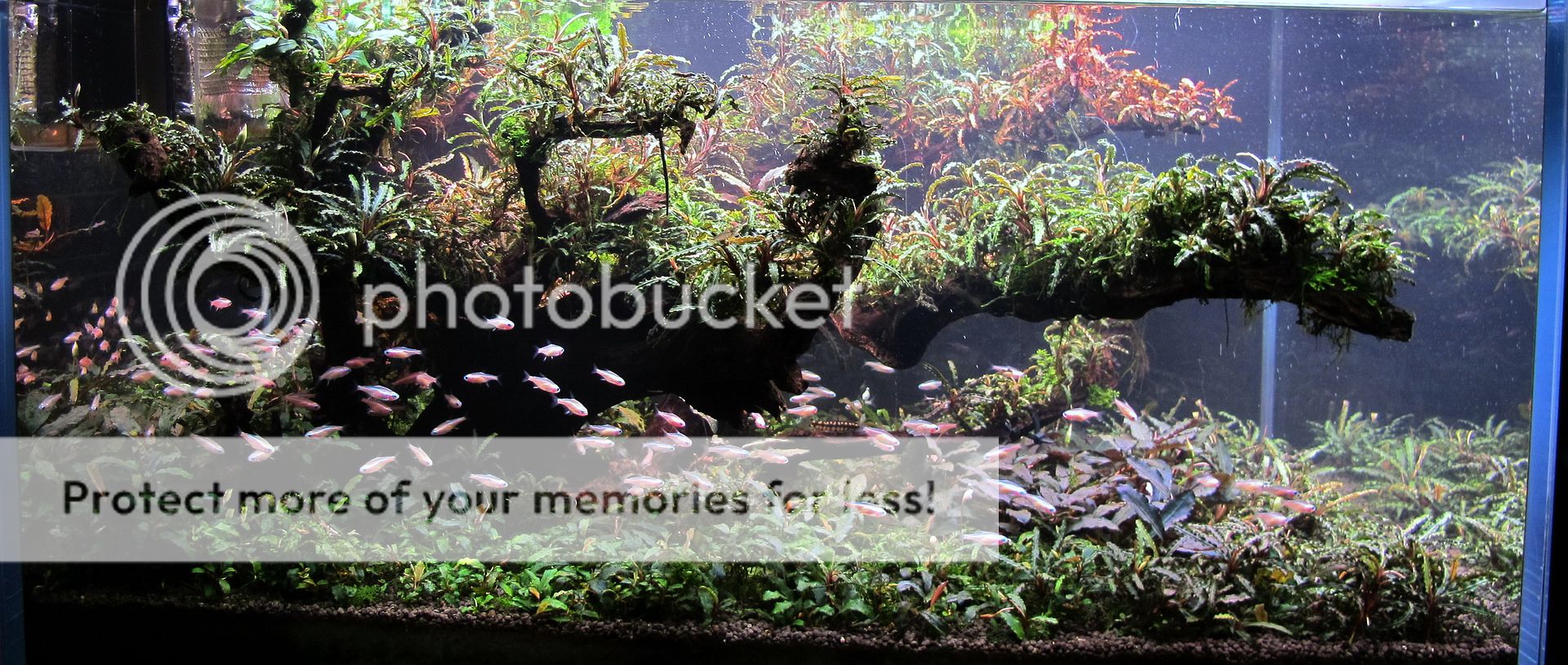 70 Gallon Bucephalandra tank | Page 3 | The Planted Tank Forum