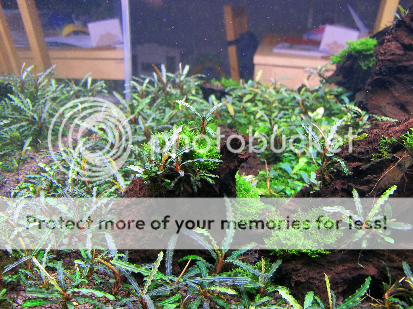 70 Gallon rimless Bucephalandra tank | Barr Report Forum - Aquarium Plants