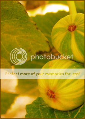 [H E R B O L O G Y] Lesson 2