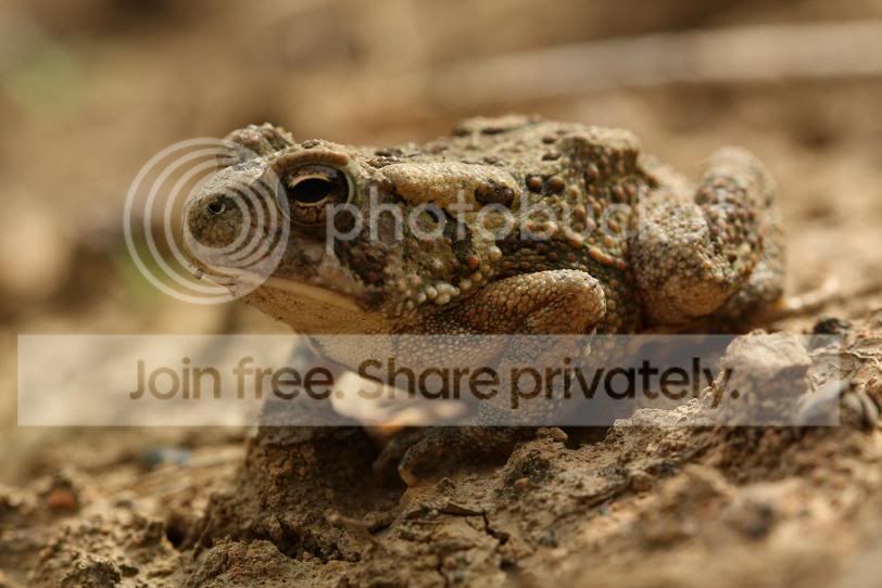 Nature & Wildlife - Photography - FM Forums